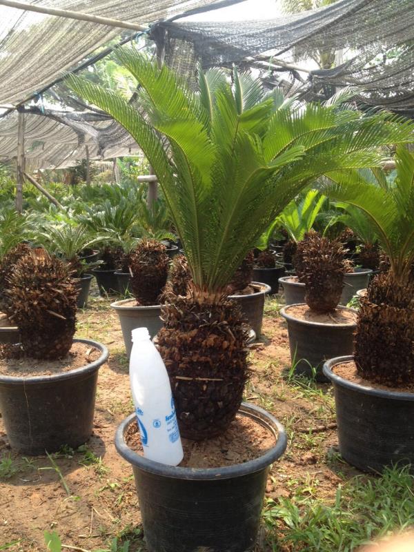 How Trees Grow Tall Do Sago Palm Potting And Displaying Sago Palms