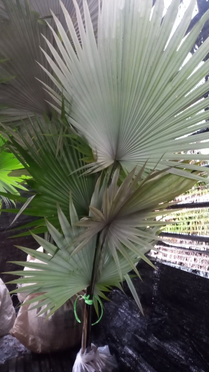 ฺBudo Bang tree Budo Bang Tree