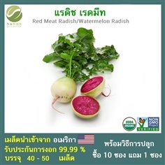 เมล็ดพันธุ์แรดิช Radish Seed โดย umkaset