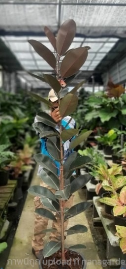 ต้นยางอินเดีย โดยไม้พันธุ์ดี เขตมีนบุรี กรุงเทพมหานคร รหัสสินค้า 377111