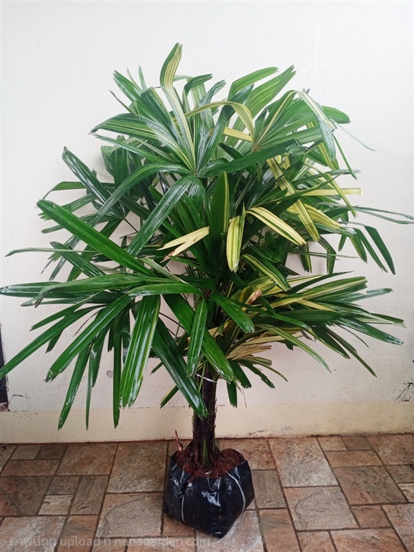 ต้นจั๋งด่าง กอ2ลำ,กอ3ลำ,กอ4ลำ ส่งทั้งถุงชำ โดยชฎา อ.เมืองนครศรีธรรมราช ...