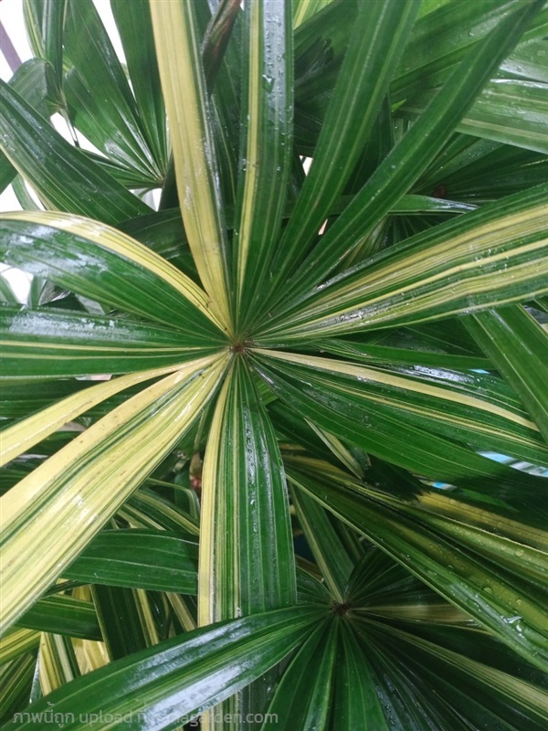 ต้นจั๋งด่าง กอ2ลำ,กอ3ลำ,กอ4ลำ ส่งทั้งถุงชำ โดยชฎา อ.เมืองนครศรีธรรมราช ...