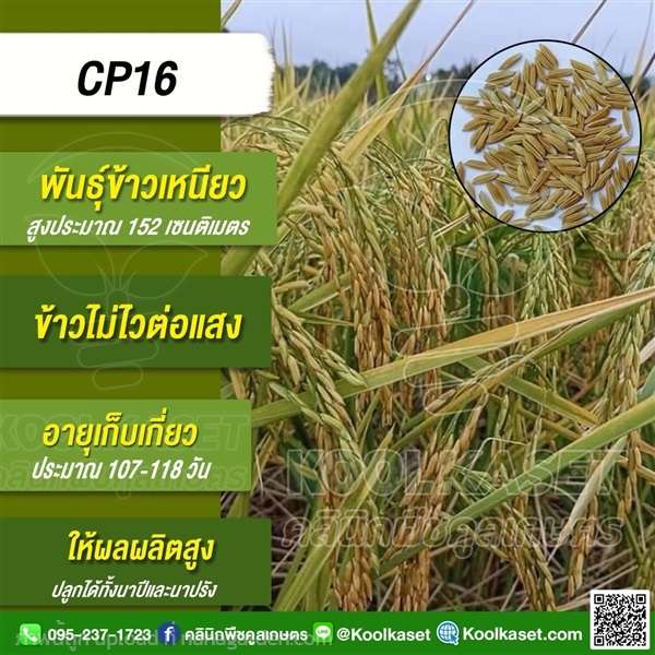 พันธุ์?ข้าว? ข้าวเหนียว CP16 นาปี นาปรัง โดยคลินิกพืชคูลเกษตร อ.ชุมตาบง จ.นครสวรรค์ รหัสสินค้า ...