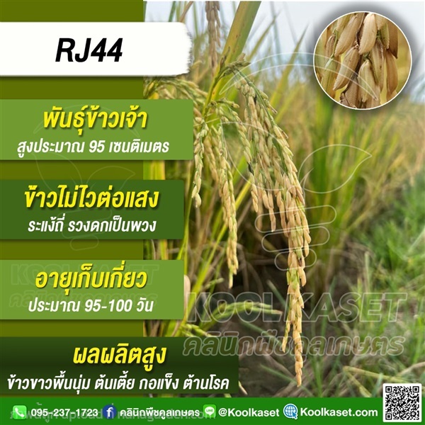 พันธุ์ข้าว ข้าวเจ้า ข้าว(RJ44) นาปี นาปรัง โดยคลินิกพืชคูลเกษตร อ.ชุมตา ...