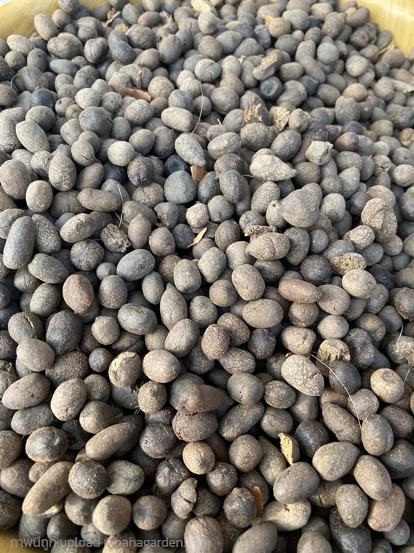 ปุ๋ยขี้แพะ มูลแพะ ขี้แพะ ปุ๋ยคอก (Goat Dung) โดยAlungkarn อ.เมืองราชบุรี จ.ราชบุรี รหัสสินค้า 389461