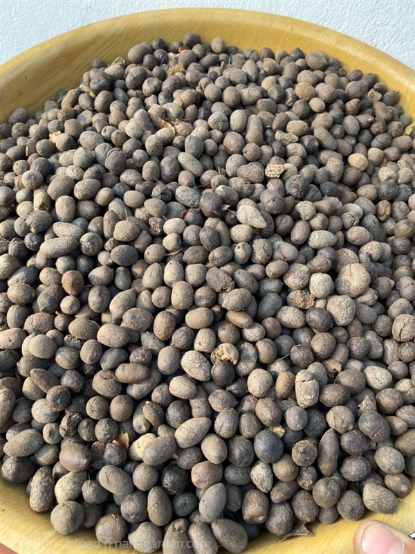 ปุ๋ยขี้แพะ มูลแพะ ขี้แพะ ปุ๋ยคอก (Goat Dung) โดยAlungkarn อ.เมืองราชบุรี จ.ราชบุรี รหัสสินค้า 389461