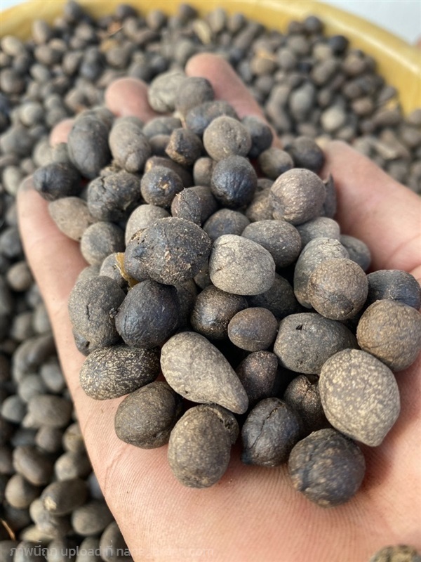 ปุ๋ยขี้แพะ มูลแพะ ขี้แพะ ปุ๋ยคอก (Goat Dung) โดยAlungkarn อ.เมืองราชบุรี จ.ราชบุรี รหัสสินค้า 389461