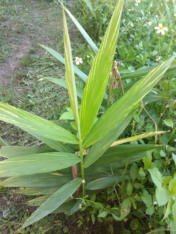 ไพล Phali Tree โดย linlar farm