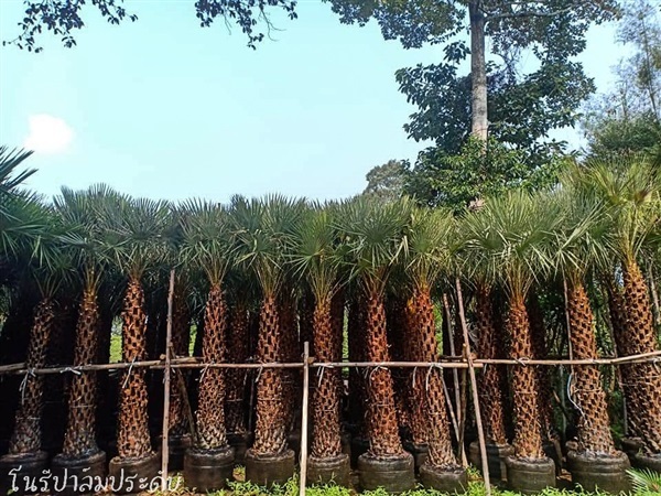 ปาล์มแวกซ์ โดยโนรีปาล์มประดับ 2 (สุนทรพันธ์ไม้) อ.เมืองปราจีนบุรี จ. ...