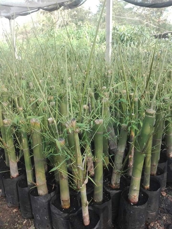 พันธุ์ไผ่เลี้ยงหวาน โดยสมัยพันธุ์ไม้ จ.ปทุมธานี รหัสสินค้า 361036