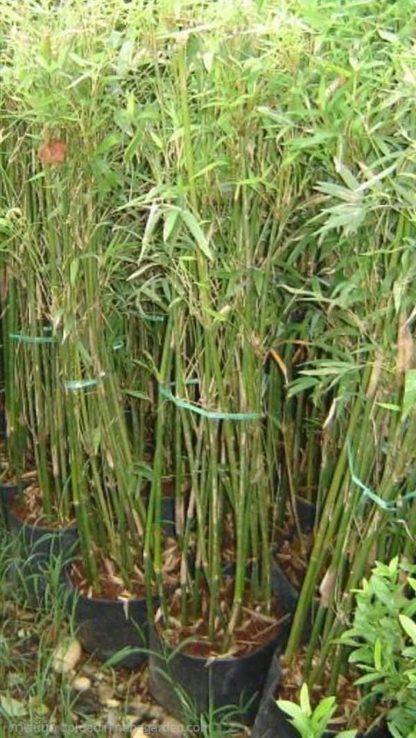 พันธุ์ไผ่หลอด โดยสมัยพันธุ์ไม้ จ.ปทุมธานี รหัสสินค้า 368651