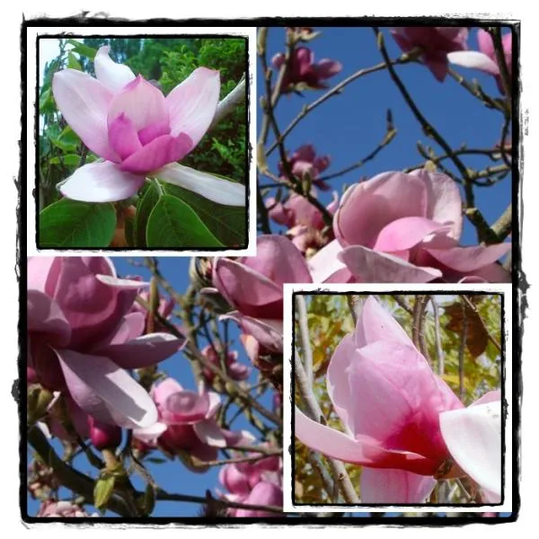 Iolanthe โดยสวนนรา อ.สันทราย จ.เชียงใหม่ รหัสสินค้า 121876