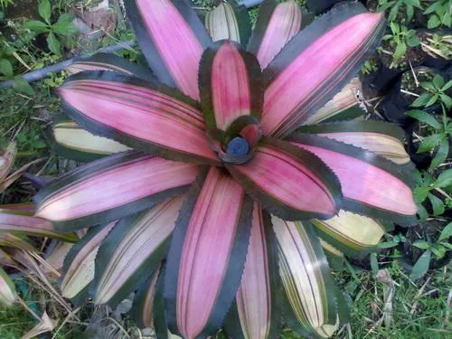 Neo.yang โดยสวนคุณชายเอม อ.สันป่าตอง จ.เชียงใหม่ รหัสสินค้า 123234