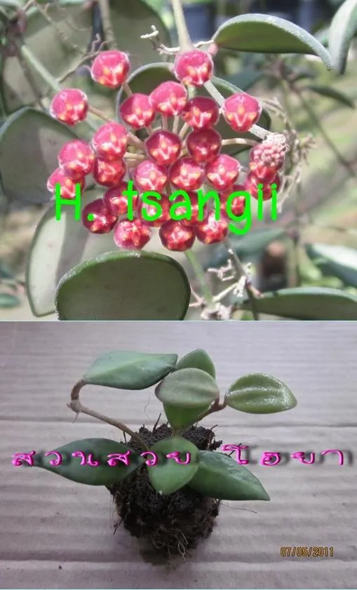 Hoya tsangii โฮยา แซงจิอาย ไม้นิ้ว โดยsuansuayhoya อ.โพธาราม จ.ราชบุรี ...