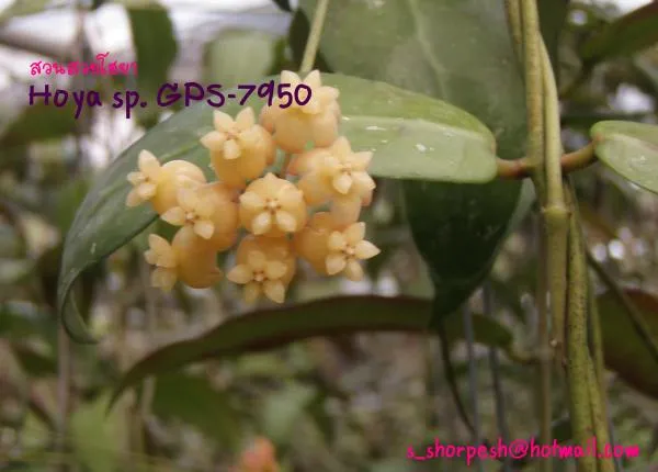 Hoya sp. sabah GPS 7950 โดยsuansuayhoya อ.โพธาราม จ.ราชบุรี รหัสสินค้า ...