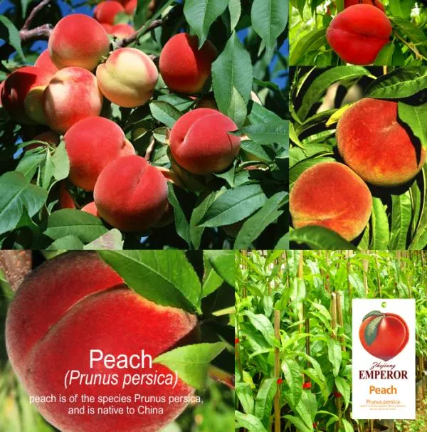 ลูกพีช Peach โดยสวนมิตร อ.เมืองเชียงใหม่ จ.เชียงใหม่ รหัสสินค้า 166623