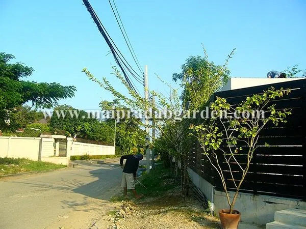 ศรีนครินทร์ ซอย 57 แยก 18 โดยร้านไม้ประดับการ์เด้น อ.เมืองปราจีนบุรี จ. ...