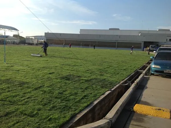 หญ้านวลน้อย โดยณภัทร พันธุ์ไม้ อ.องครักษ์ จ.นครนายก รหัสสินค้า 179145