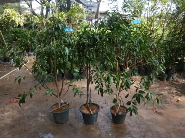 มะยงชิดทูลเกล้ากระถางเสริมราก โดยสวนปราณีพันธุ์ไม้ อ.เมืองปราจีนบุรี จ. ...