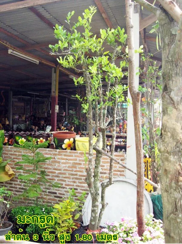 ขายต้นมะกรูดลำต้น 3 นิ้ว สูง 1.8 เมตร โดยจริงใจไม้มงคล แอนด์ แลนด์สเคป ...