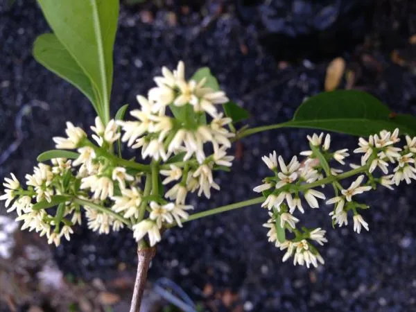 ปริศนา โดยณภัทร พันธุ์ไม้ อ.องครักษ์ จ.นครนายก รหัสสินค้า 194316