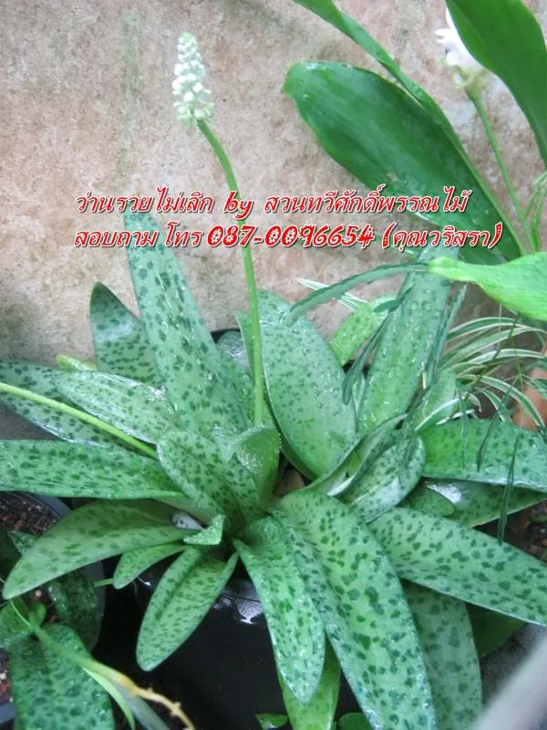 รวยไม่เลิก โดยสวนทวีศักดิ์พันธุ์ไม้ อ.องครักษ์ จ.นครนายก รหัสสินค้า 200793