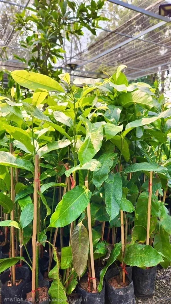 มณฑาทิพย์ โดยสวนครูพล อ.ชาติตระการ จ.พิษณุโลก รหัสสินค้า 373028