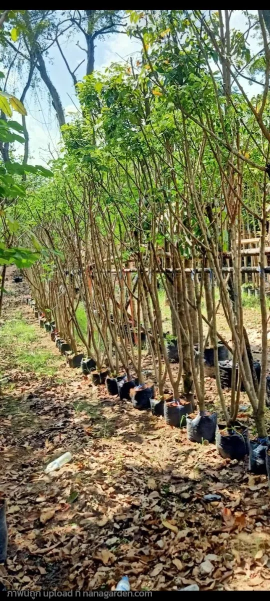 ต้นทรงบาดาล สูง 2 เมตร โดยพิชญา ว่าน- สมุนไพร เขตคลองสามวา ...