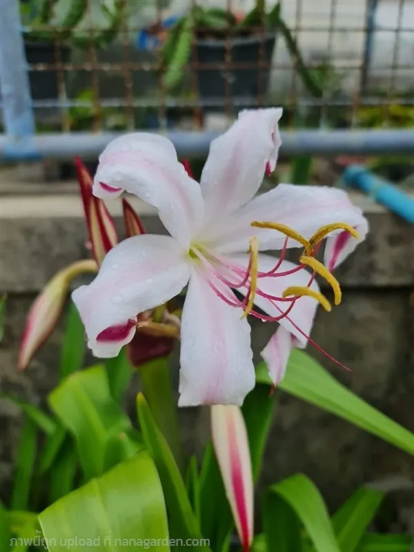 ขายต้นพลับพลึงลิลลี่ดออกสีชมพูอ่อนๆ มีกลิ่นหอม โดยproud garden อ.เมือง ...