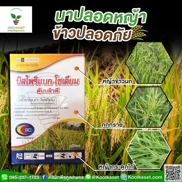กำจัดหญ้า บิสไพริแบก 100 กรัม คูลเกษตร KP5 โดยคลินิกพืชคูลเกษตร อ.ชุมตา ...