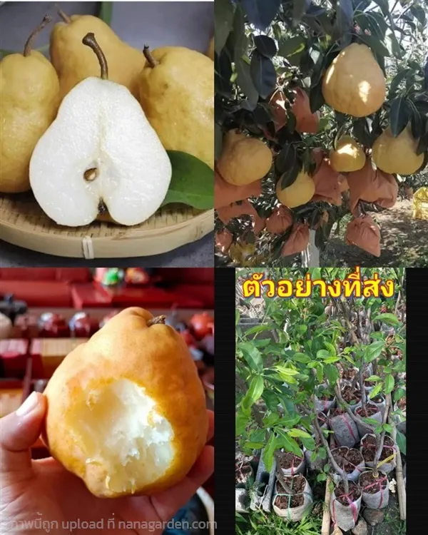 ต้น ชูร์แพร Chinese Chou Pear ลูกแพร น่าเกลียด เฉ โดยShopping by lewat ...