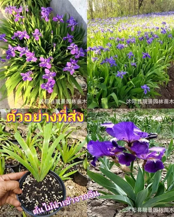 (1ต้น) ต้น ไอริส สีม่วง purple iris tree / saranra โดยShopping by lewat ...