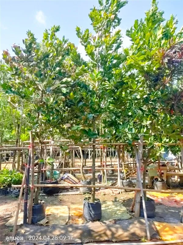 กระทิง หน้า2 โดยสวนป้านิตย์ ปราจีนบุรี อ.เมืองปราจีนบุรี จ.ปราจีนบุรี ...