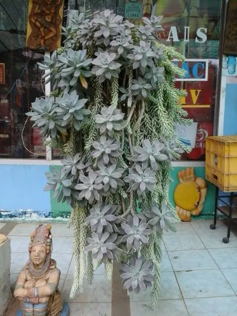 ต้นรวงข้าว หรือหางกระรอก โดยrocky roses khao-yal อ.ปากช่อง จ.นครราชสีมา ...