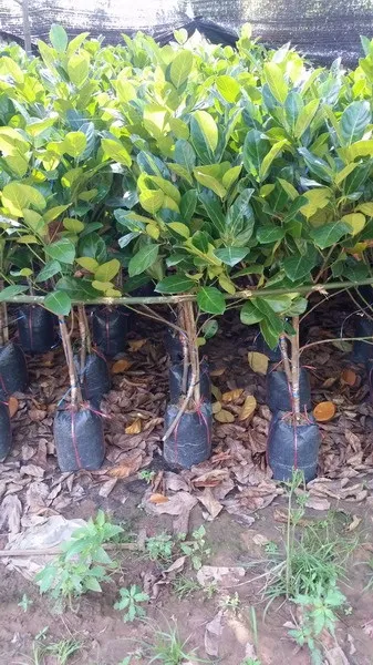 ขนุน ทวายปีเดียว โดยสวนแม่หนู จ.ปราจีนบุรี รหัสสินค้า 233545