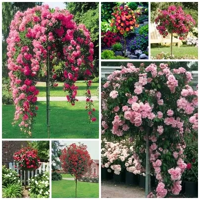 T-rose โดยกุหลาบ อ.เมืองเชียงใหม่ จ.เชียงใหม่ รหัสสินค้า 234392