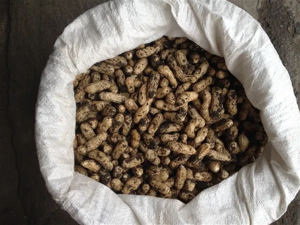 ถั่วลิสง โดยชัยดีเมล็คพันธุ์ผัก จ.สระบุรี รหัสสินค้า 238164