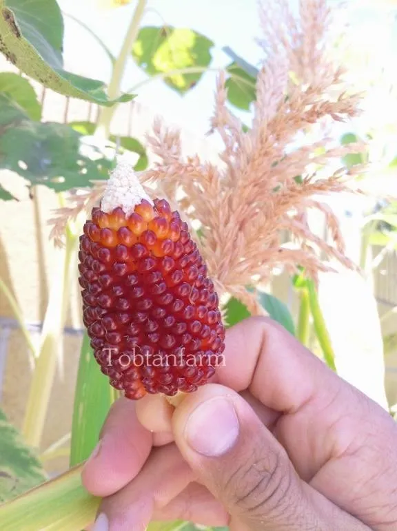 เมล็ดพันธุ์ ข้าวโพดสตอเบอรี่ Strawberry Corn โดยต๊อบ ตาล ฟาร์ม อ.เมือง ...