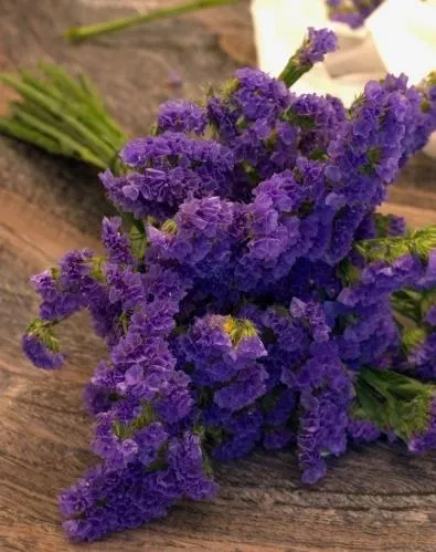 สแตติสสีม่วง - Purple Statice โดยสกายสแครปเปอร์ อ.เมืองสมุทรปราการ จ. ...