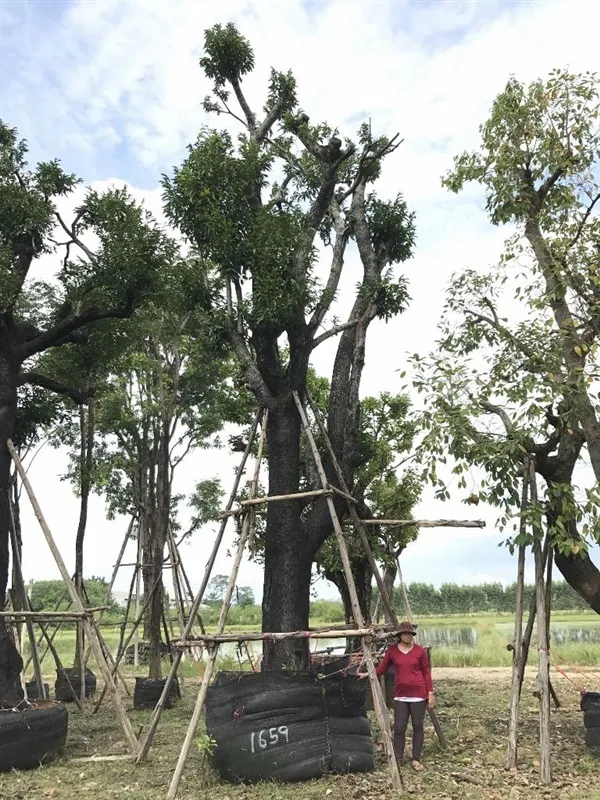 ต้นนางกวัก เบอร์1659 โดย1000ไม้เอก อ.บ้านนา จ.นครนายก รหัสสินค้า 252588