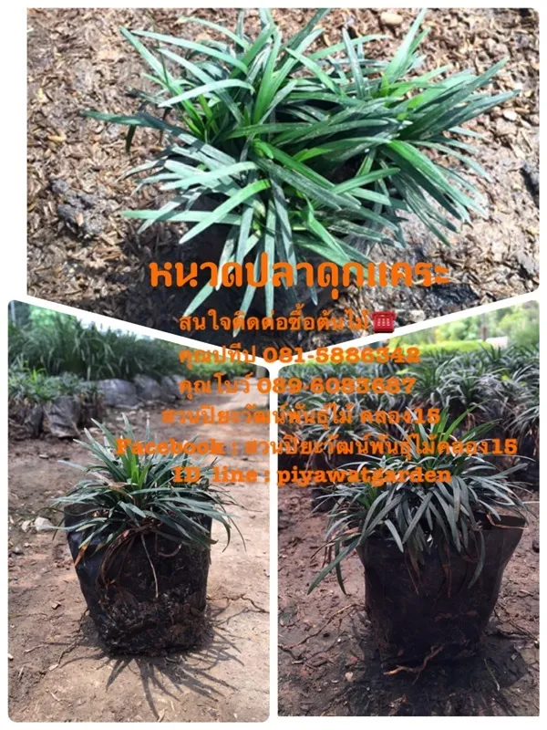 หนวดปลาดุกแคระ โดยสวนปิยะวัฒน์พันธ์ไม้ อ.องครักษ์ จ.นครนายก รหัสสินค้า ...