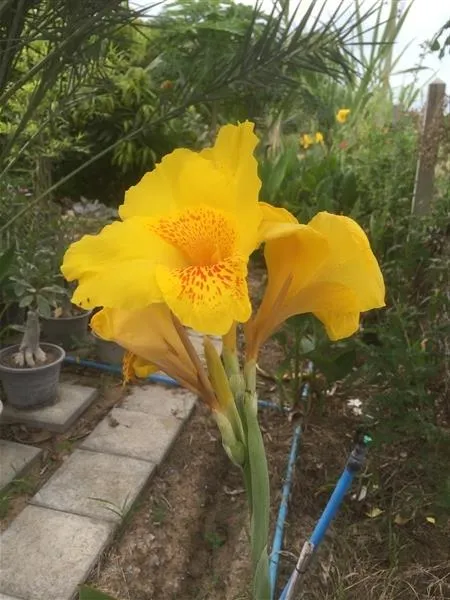 พุทธรักษา สีเหลือง โดยภูแสนสุข อ.สามชุก จ.สุพรรณบุรี รหัสสินค้า 257658