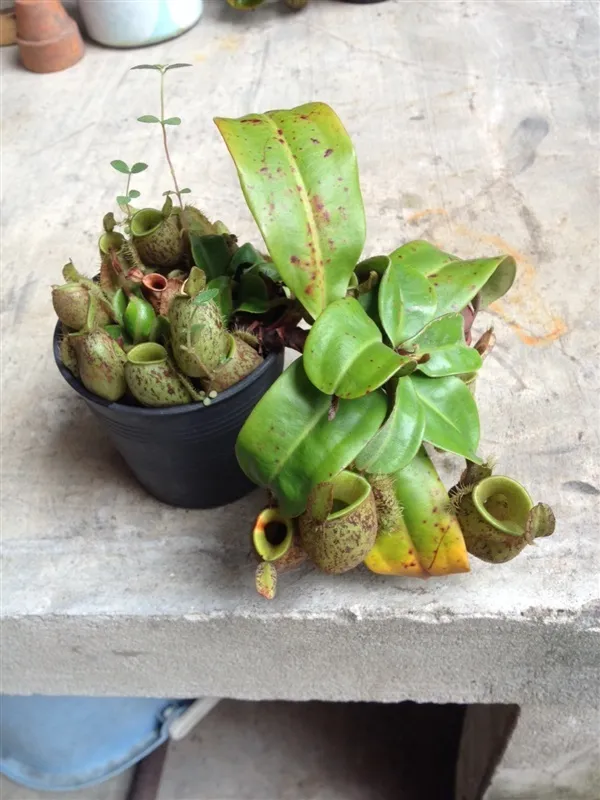 หม้อผุด โดยTree JJ อ.พระประแดง จ.สมุทรปราการ รหัสสินค้า 259623