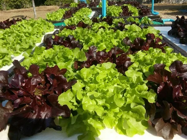 ผักสลัดตามออเดอร์ โดยBN farm อ.เมืองนครราชสีมา จ.นครราชสีมา รหัสสินค้า ...