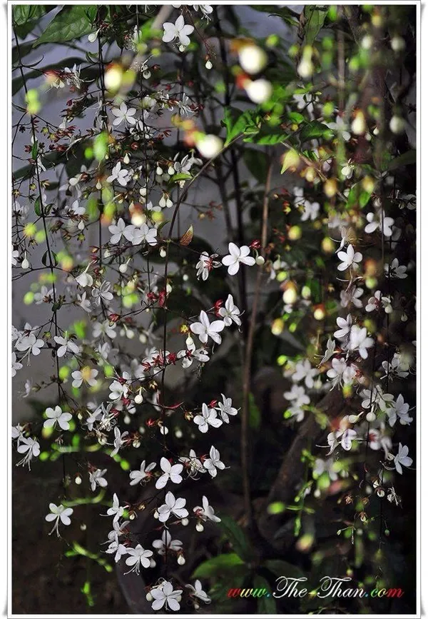 สร้อยสายเพชร โดยTree JJ อ.พระประแดง สมุทรปราการ รหัสสินค้า 273255