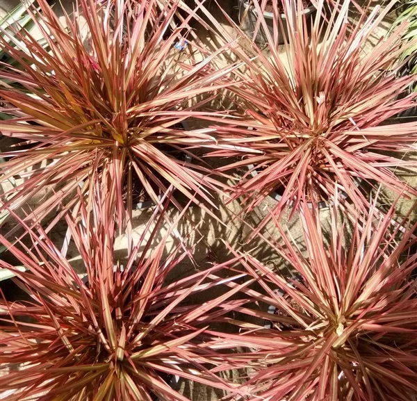 เข็มสามสี Dracaena cincta โดยโคล การ์เด้น เซอร์วิส อ.ถลาง จ.ภูเก็ต รหัส ...