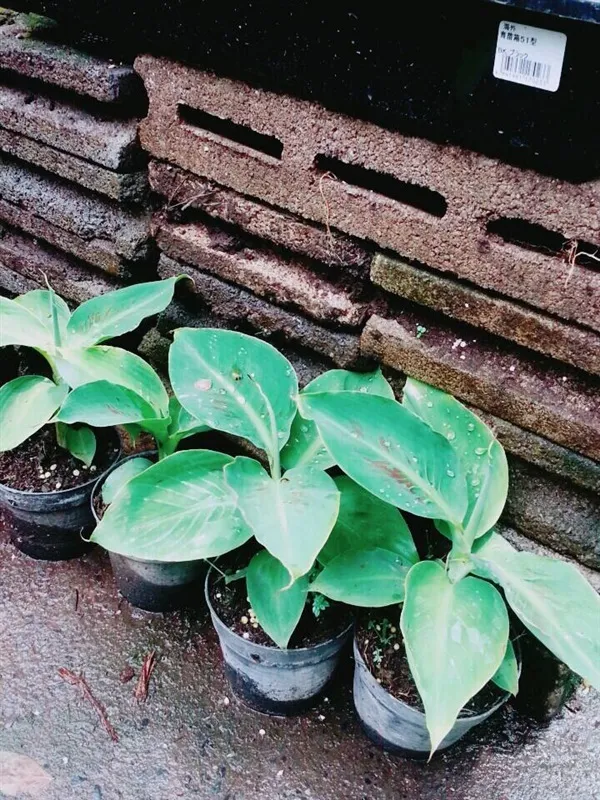 กล้วยแคระเกรดA โดยกล้วยหอมแคระ กรุงเทพมหานคร รหัสสินค้า 276594