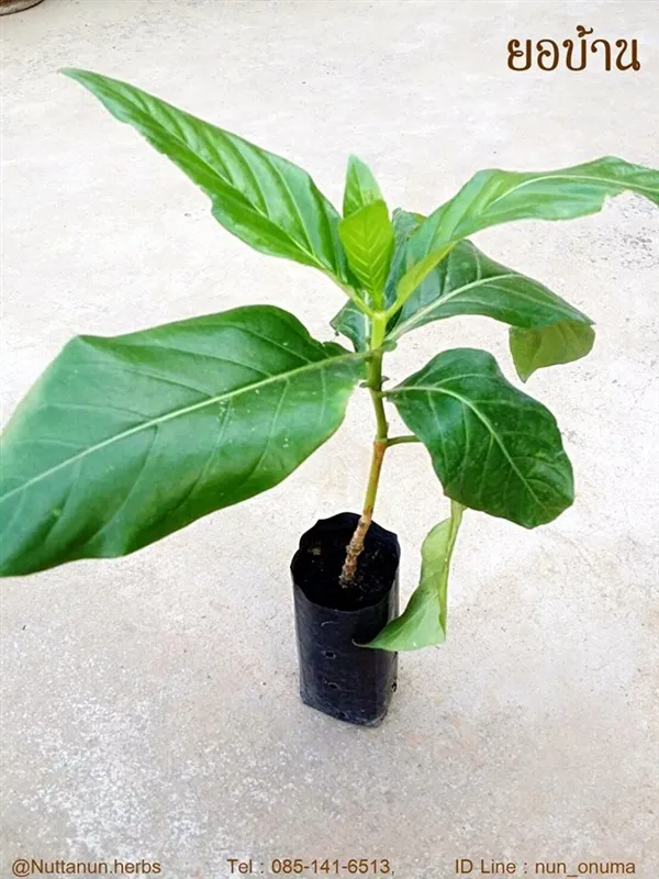 ต้นยอบ้าน โดยร้านนัทนัน อ.บัวใหญ่ จ.นครราชสีมา รหัสสินค้า 278179