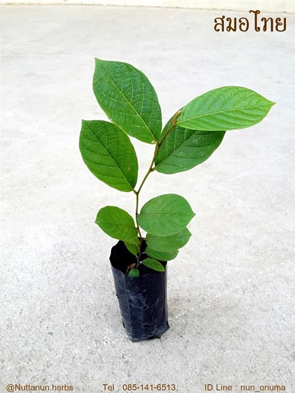ต้นสมอไทย โดยร้านนัทนัน อ.บัวใหญ่ จ.นครราชสีมา รหัสสินค้า 278180