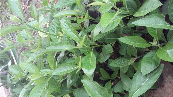 หนานเฉาเหวย? ป่าช้าเหงา โดยพีพี สวนเกษตรพอเพียง จ.อุดรธานี รหัสสินค้า ...